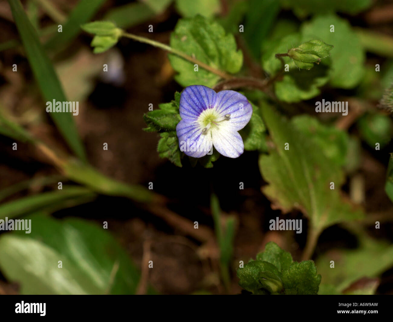 Germander speedwell flowers hi-res stock photography and images - Alamy