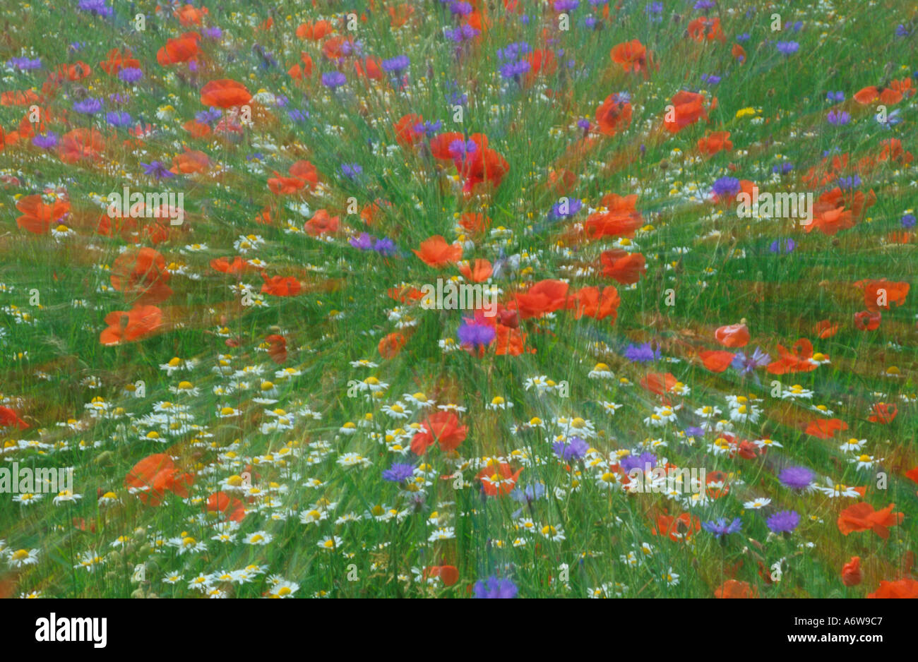 Poppy and meadow flowers Zoom shot Stock Photo - Alamy