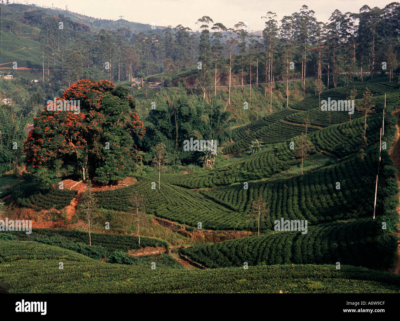 Sri Lanka Tea Country Hatton tea plantation panorama with blossoming ...