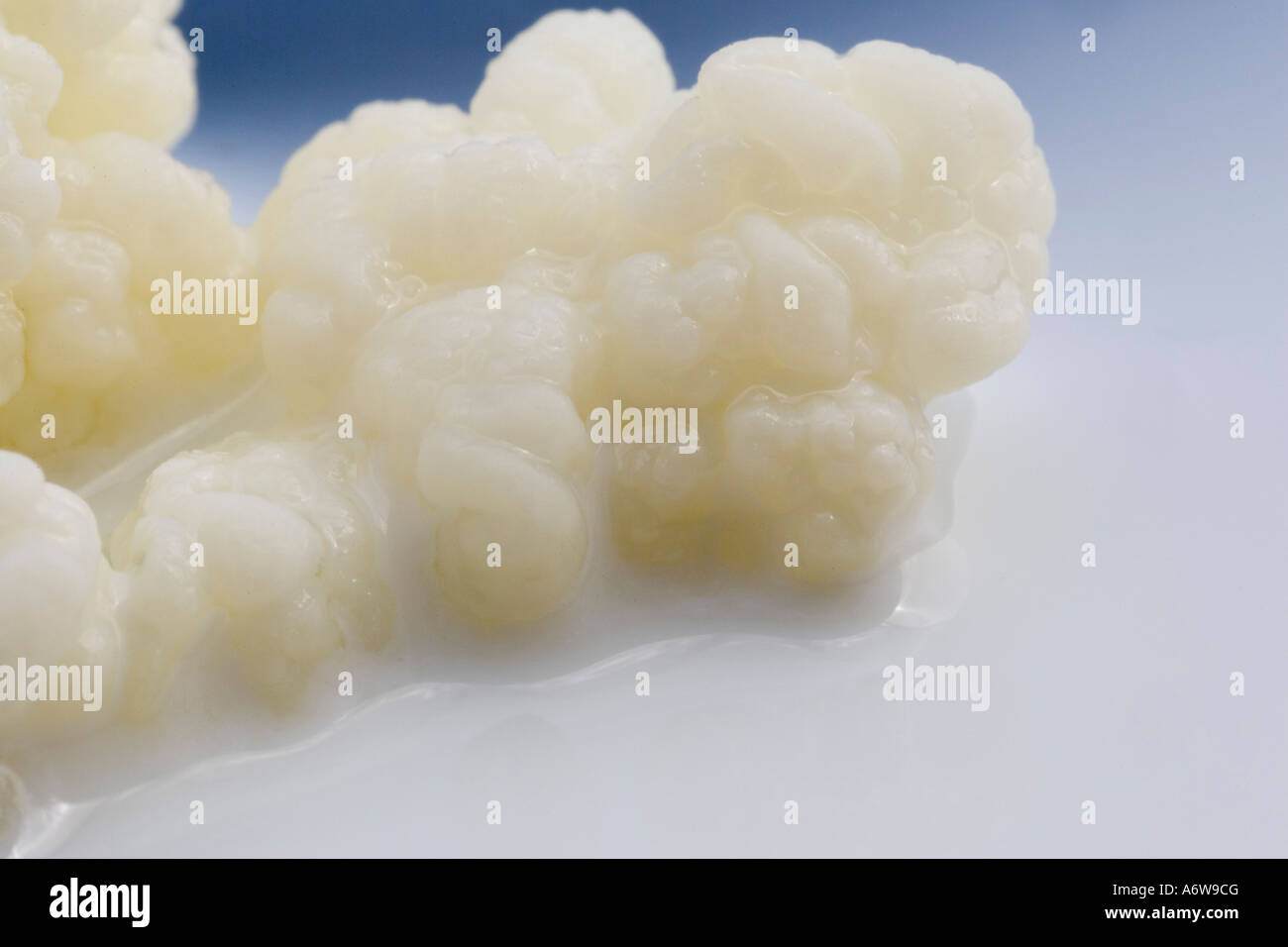 Kefirherstellung hi-res stock photography and images - Alamy