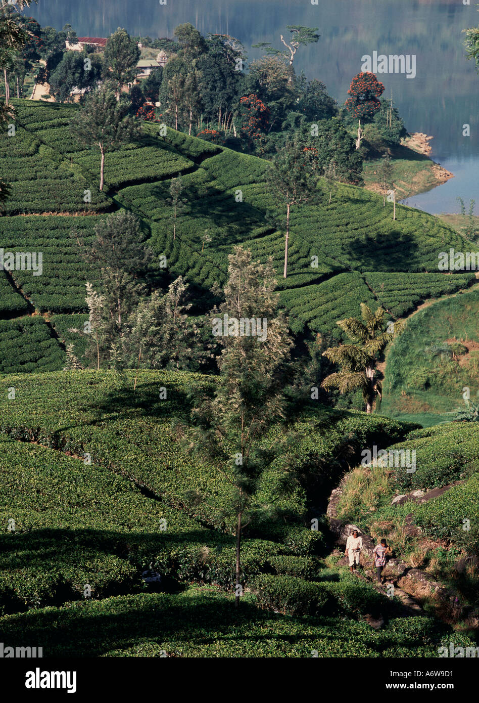Sri Lanka Tea Country Hatton area near Dikoya view from above over tea ...