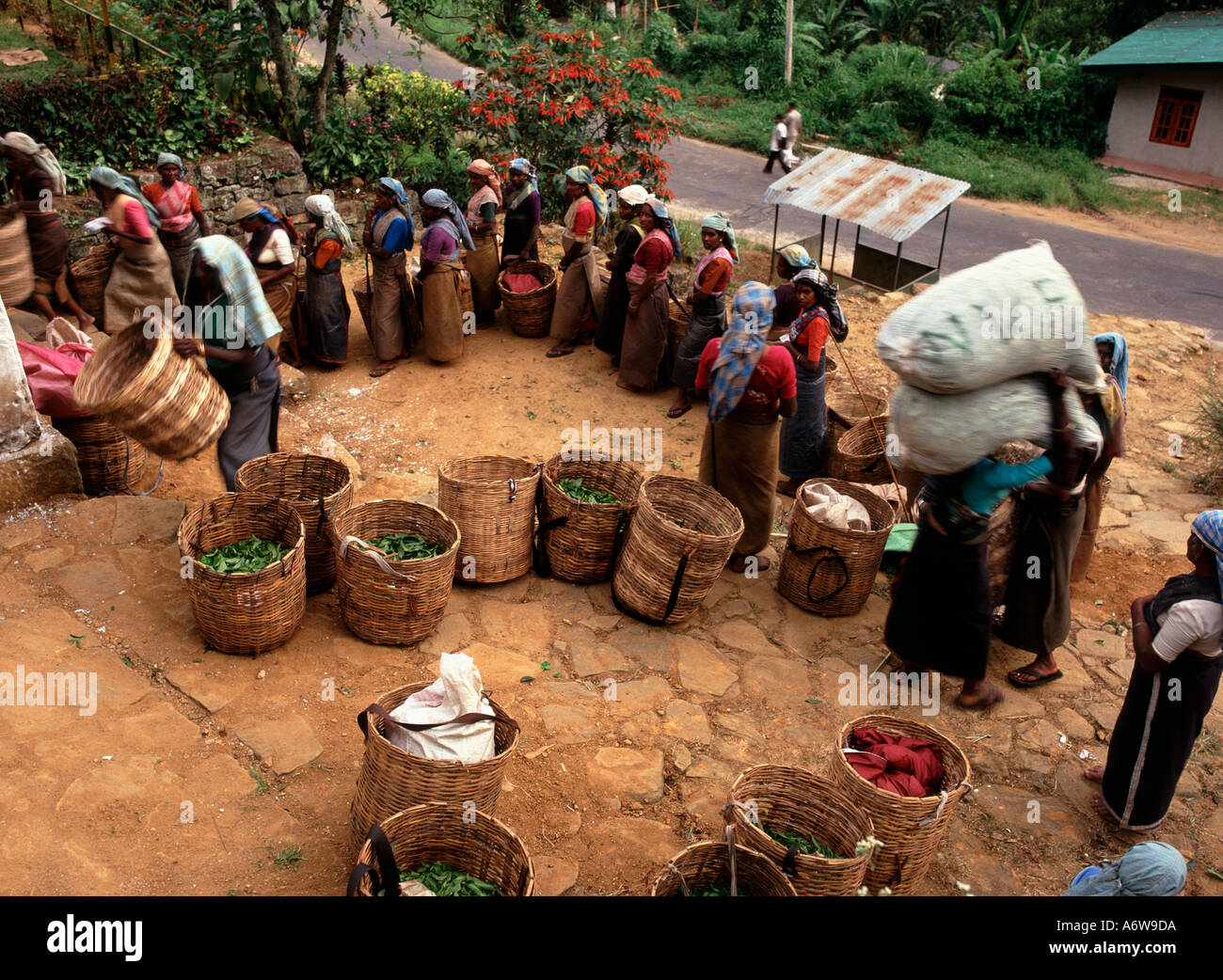 Sri Lanka Tea country Hatton area near Dikoya group of tea pluckers ...