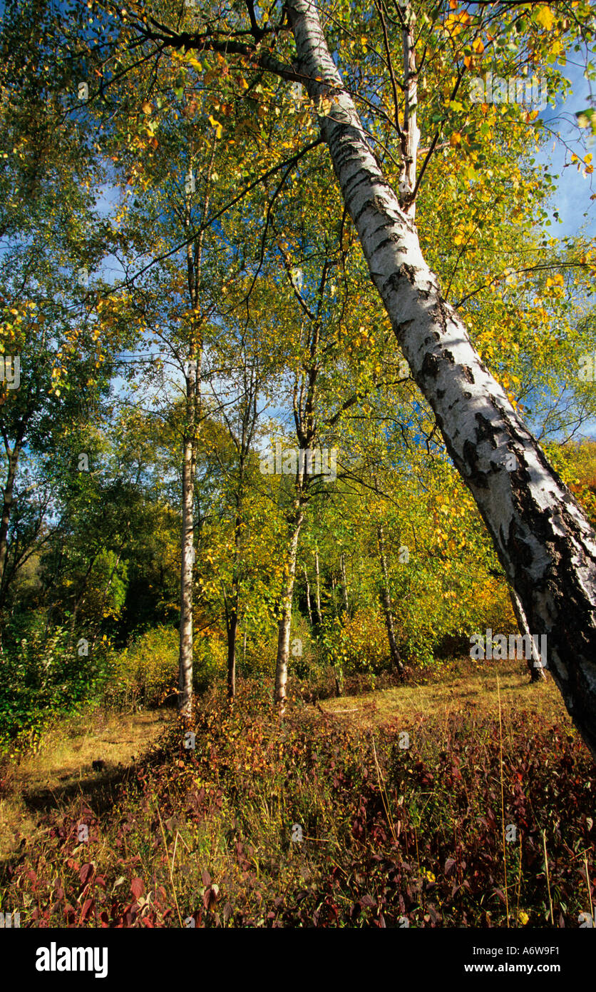 Silver Birch Betula pendula Woods in Autumnal Colour Tring Herts UK ...