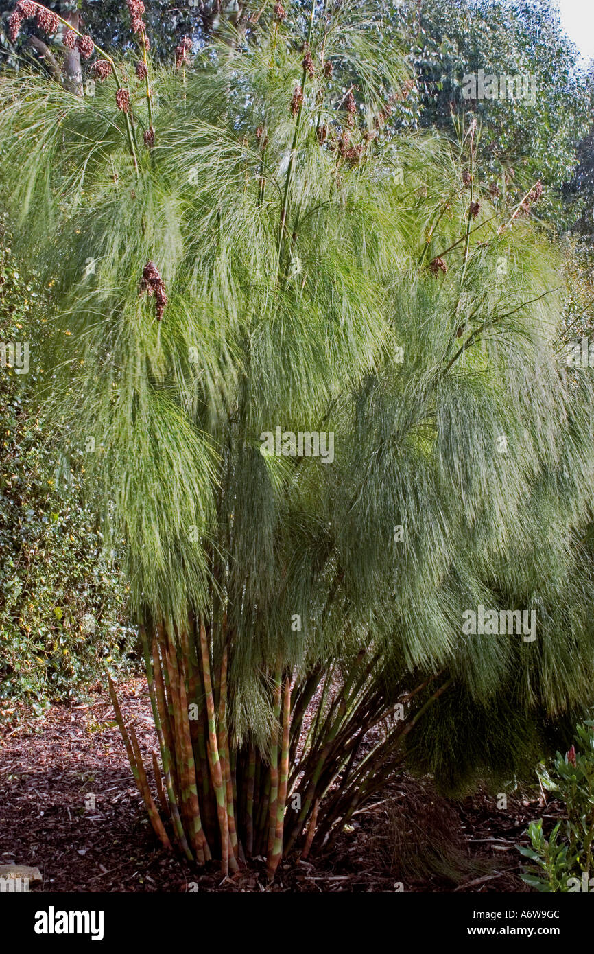 Restio hi-res stock photography and images - Alamy