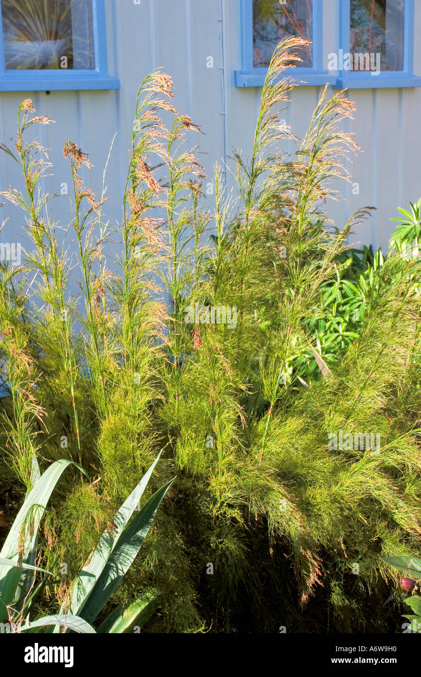 RHODOCOMA CAPENSIS (SOUTH AFRICAN RESTIO Stock Photo - Alamy