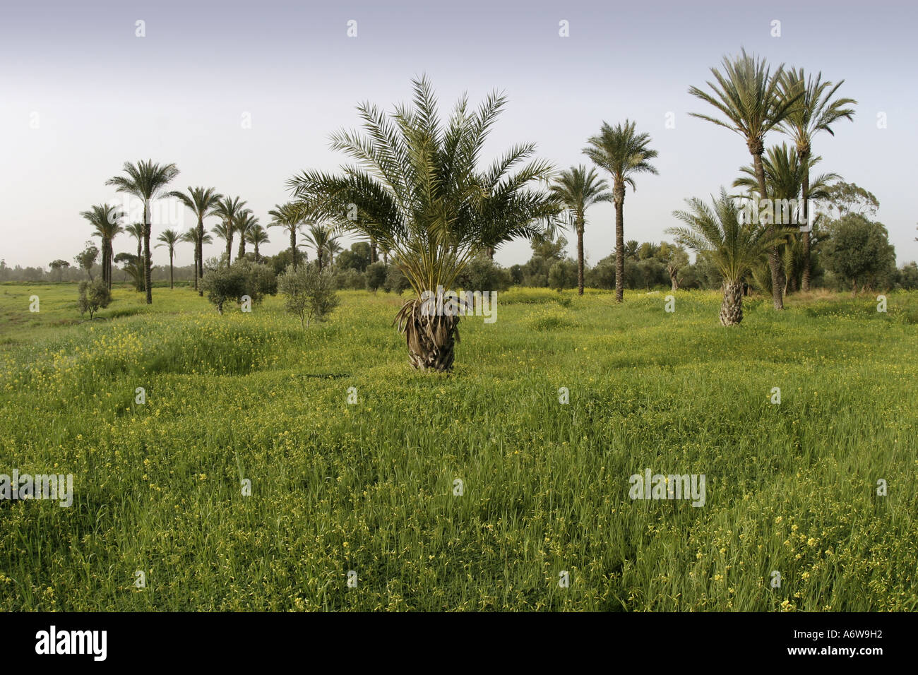 Palm tree trees in Cyprus Stock Photo - Alamy
