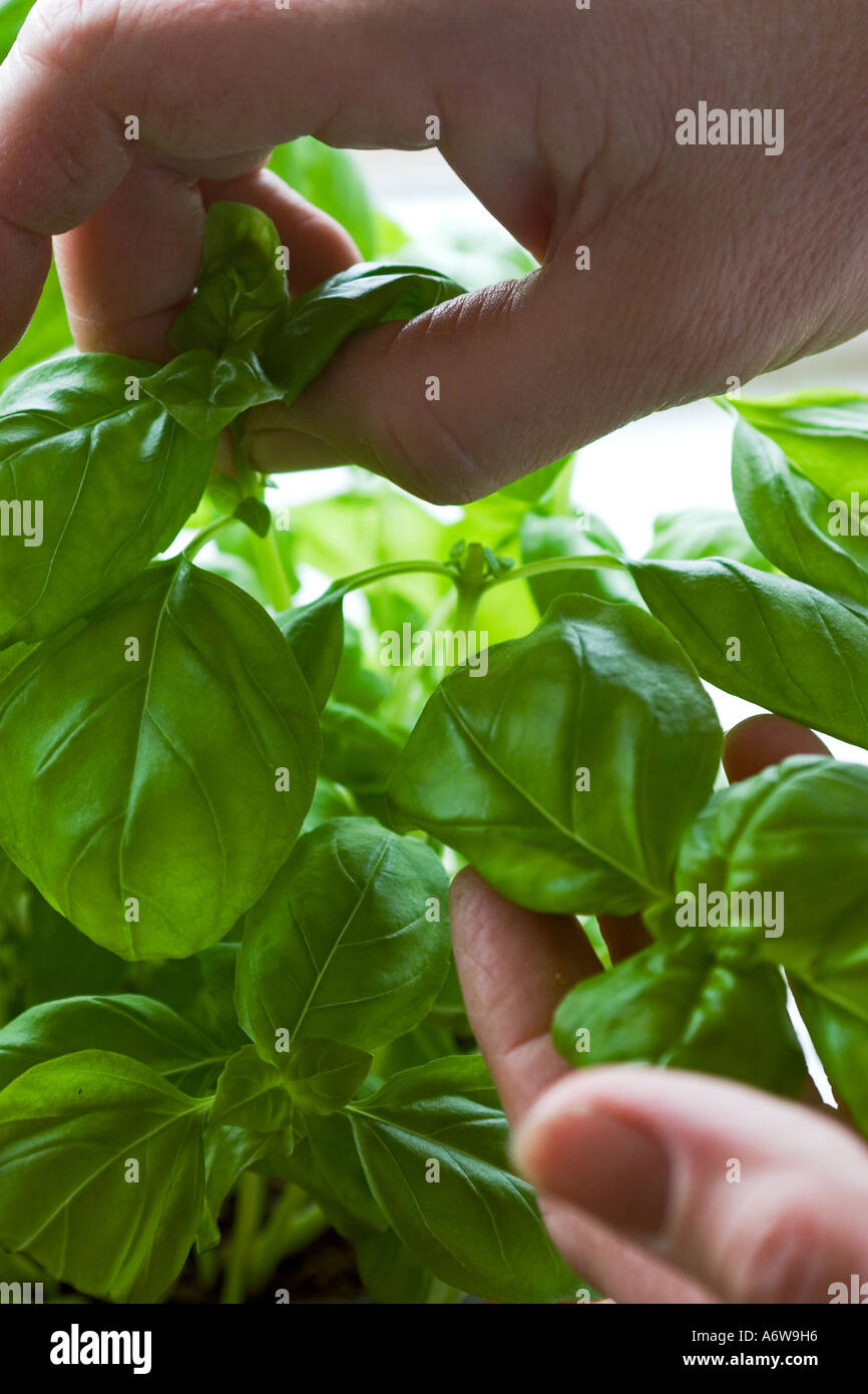 REMOVING TIPS FROM BASIL PLANT Stock Photo - Alamy