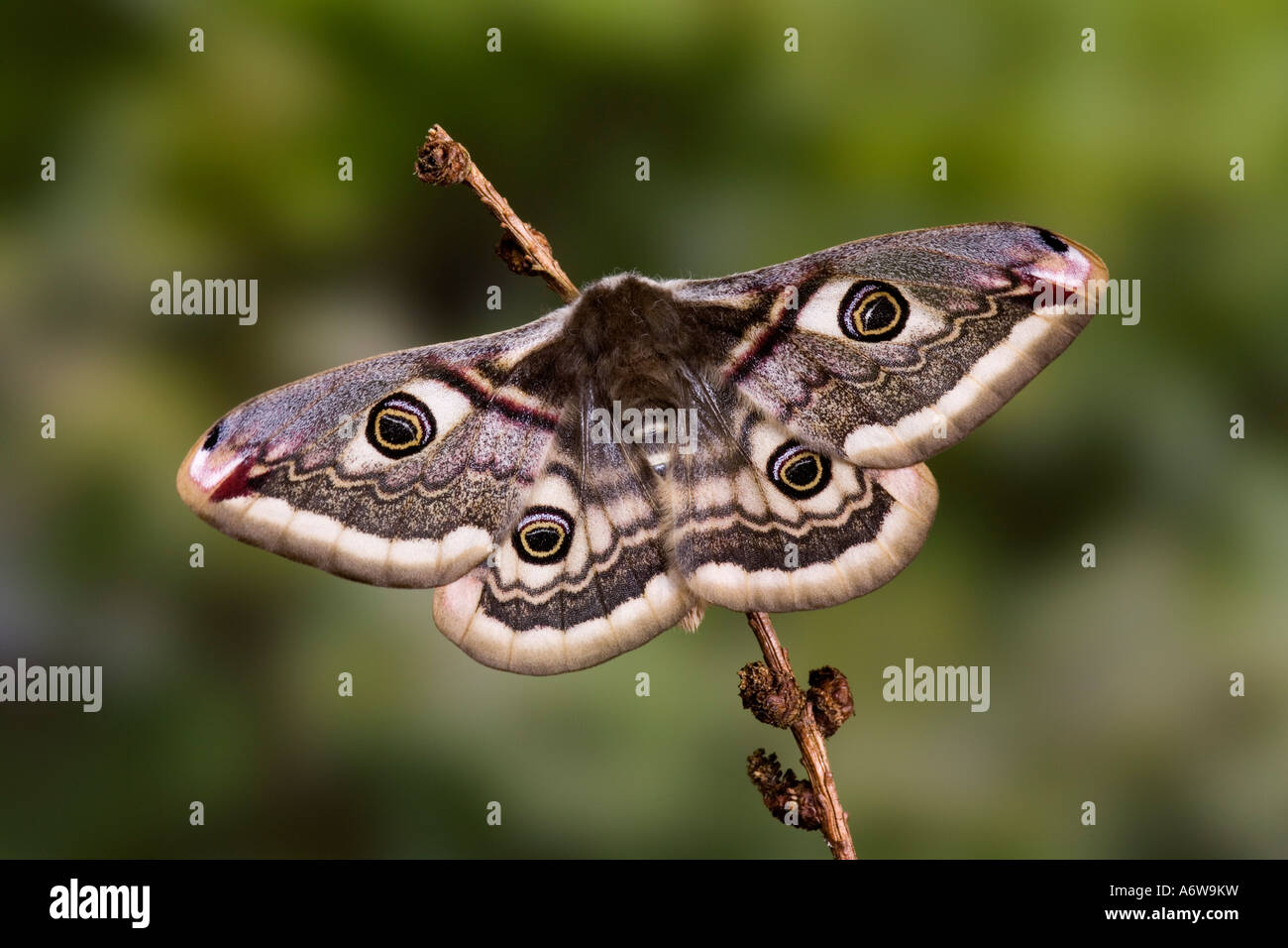 Moth with open wings hi-res stock photography and images - Alamy