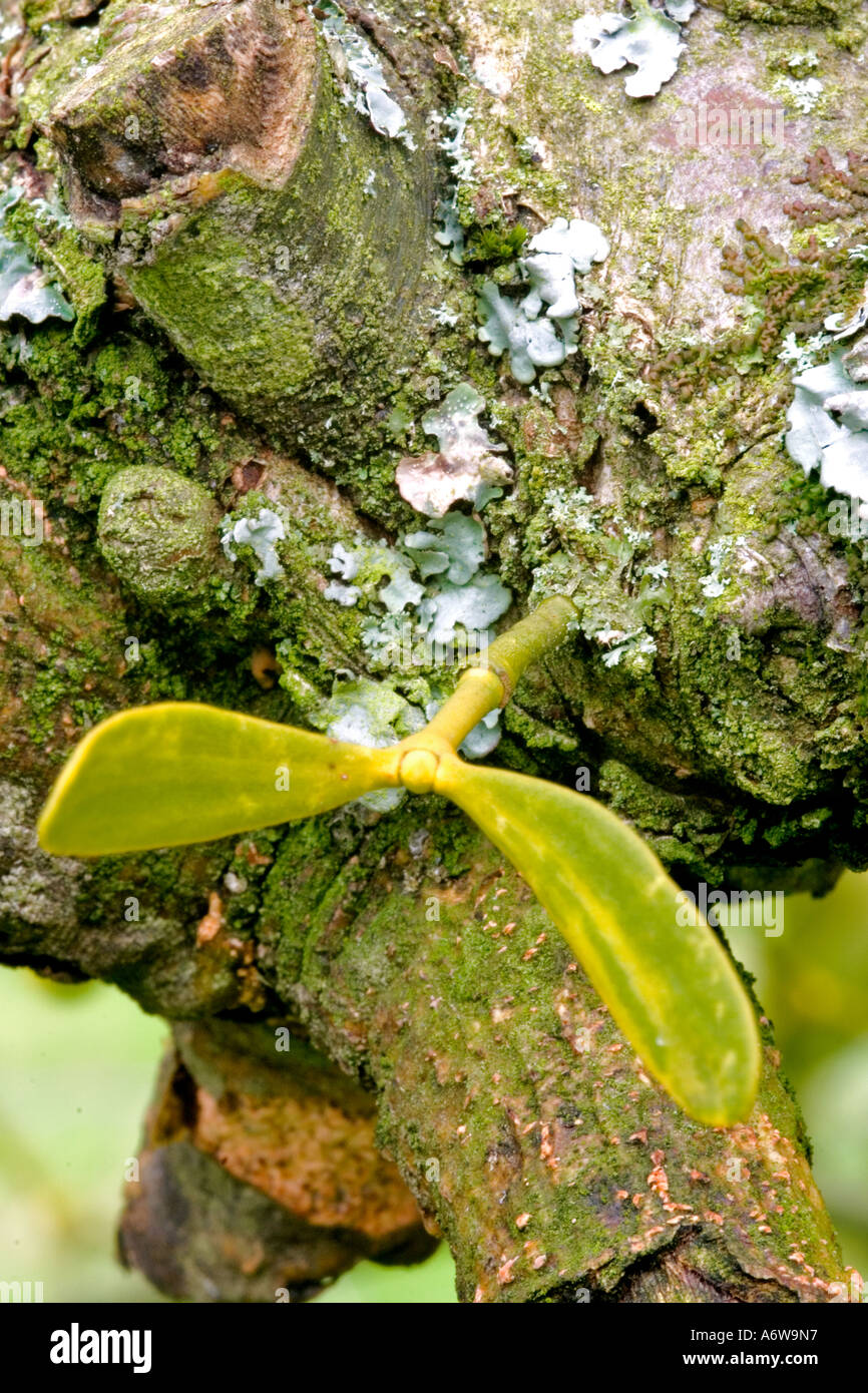 Mistletoe seed tree hi-res stock photography and images - Alamy