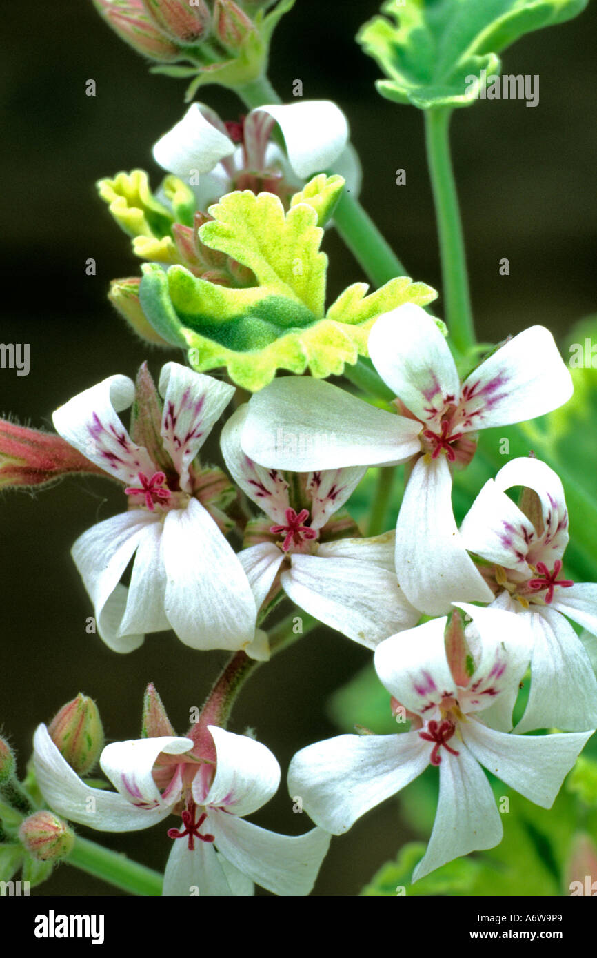 Variegated Leaf Geranium High Resolution Stock Photography and Images ...