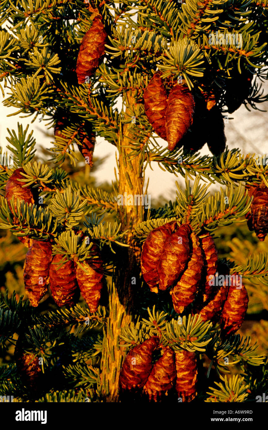 Picea omorika serbian spruce hi-res stock photography and images - Alamy