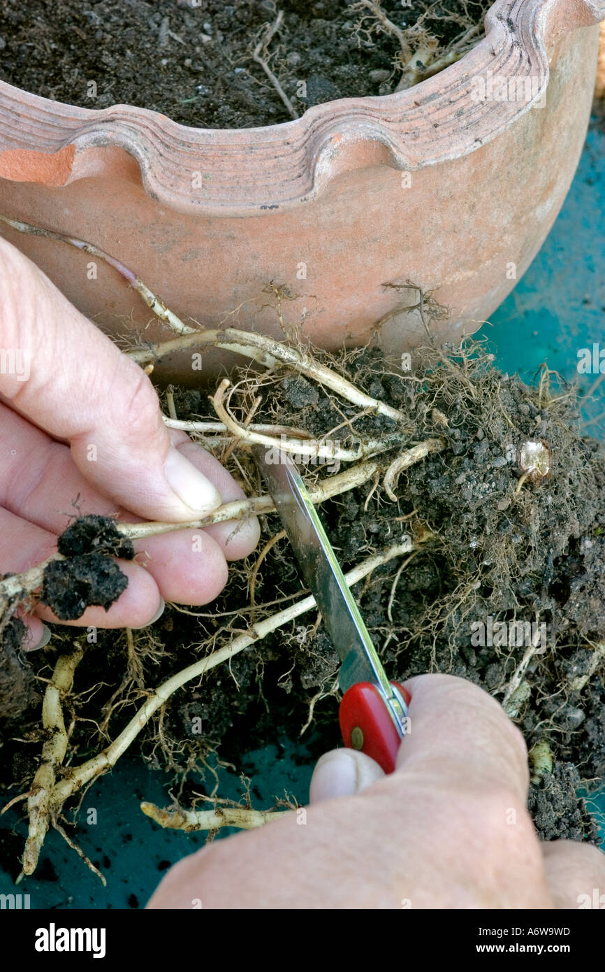 TAKING ROOT CUTTINGS FROM MENTHA SPICATA (SPEARMINT Stock Photo - Alamy