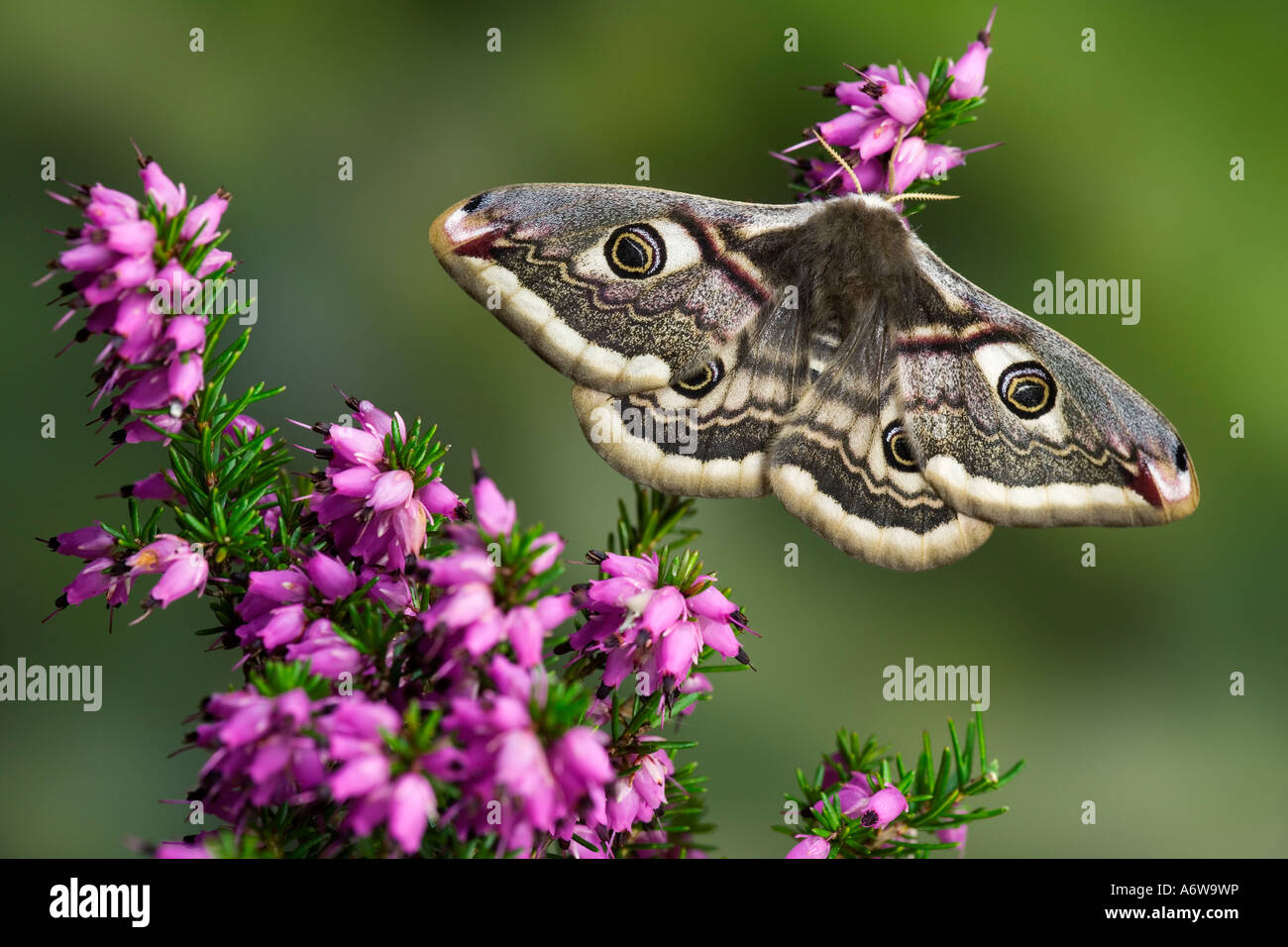 Female Emperor Moth Pavonia pavonia at rest with wings open on heather ...