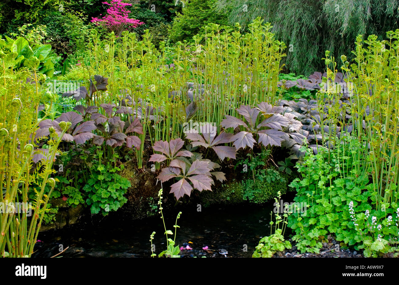 BOG GARDEN WITH RODGERSIA, TIARAELLA AND OSMUNDA REGALIS (ROYAL FERN ...