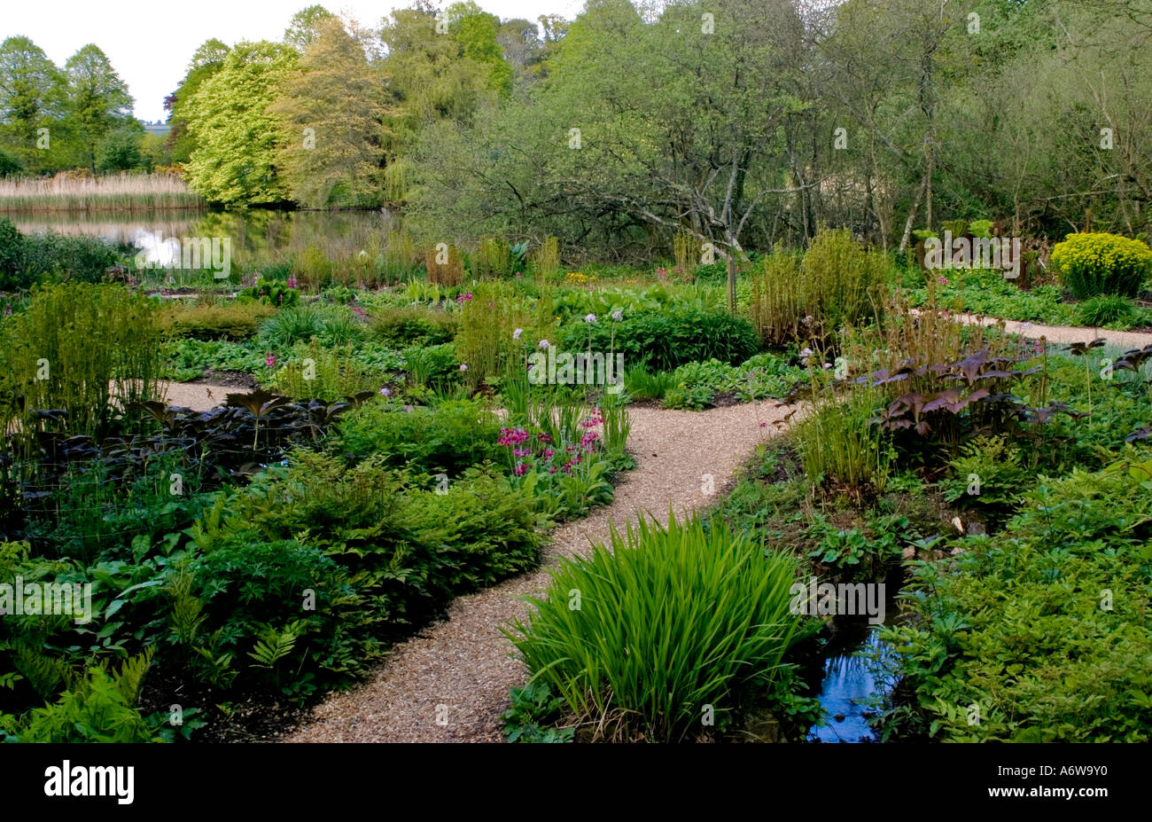 BOG GARDEN AT FORDE ABBEY, DORSET, ENGLAND Stock Photo - Alamy