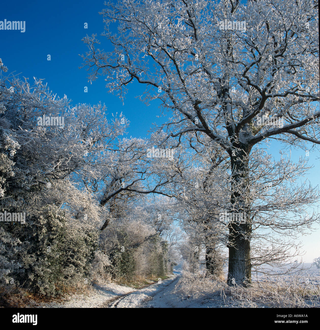 Winter Snow in Country Lane Southrepps Norfolk UK Stock Photo - Alamy