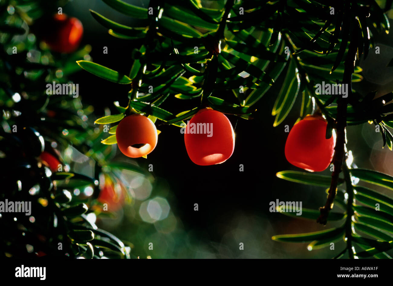 Yew Tree Berries Stock Photo - Alamy