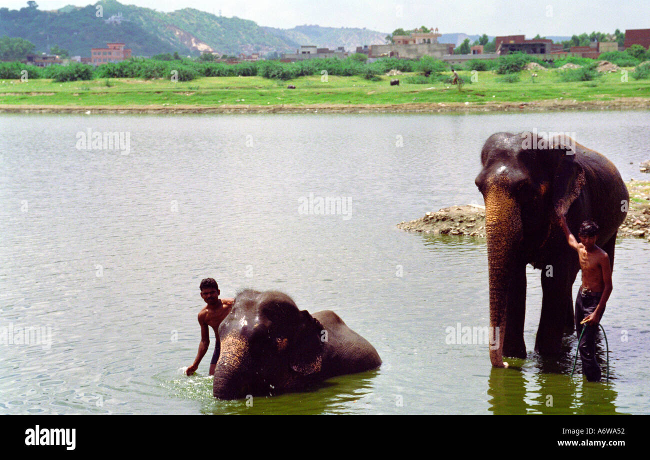 Elephants being washed by their handlers Stock Photo - Alamy