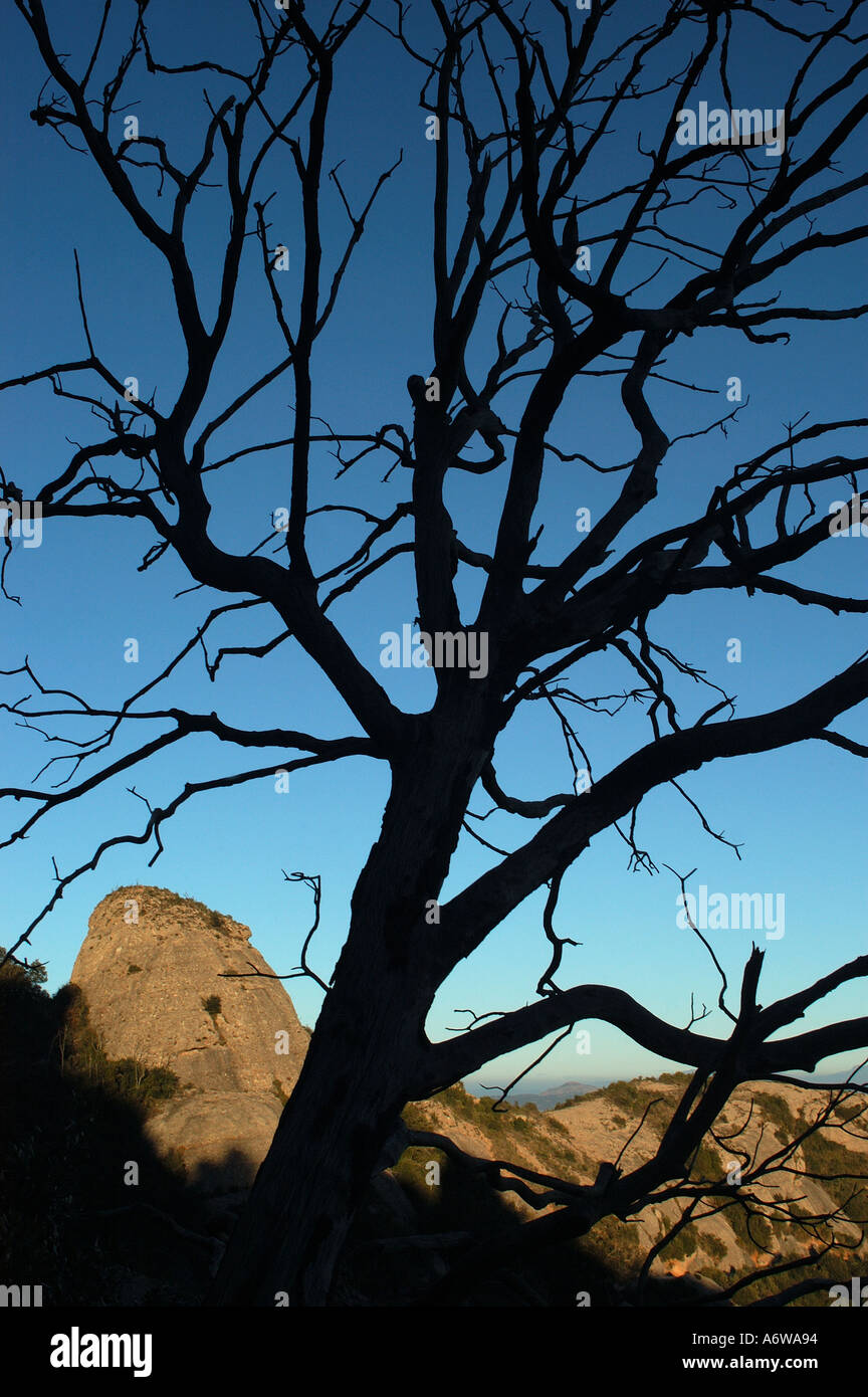tree and hills of montserrat hiking area Montserrat Catalonia Spain ...