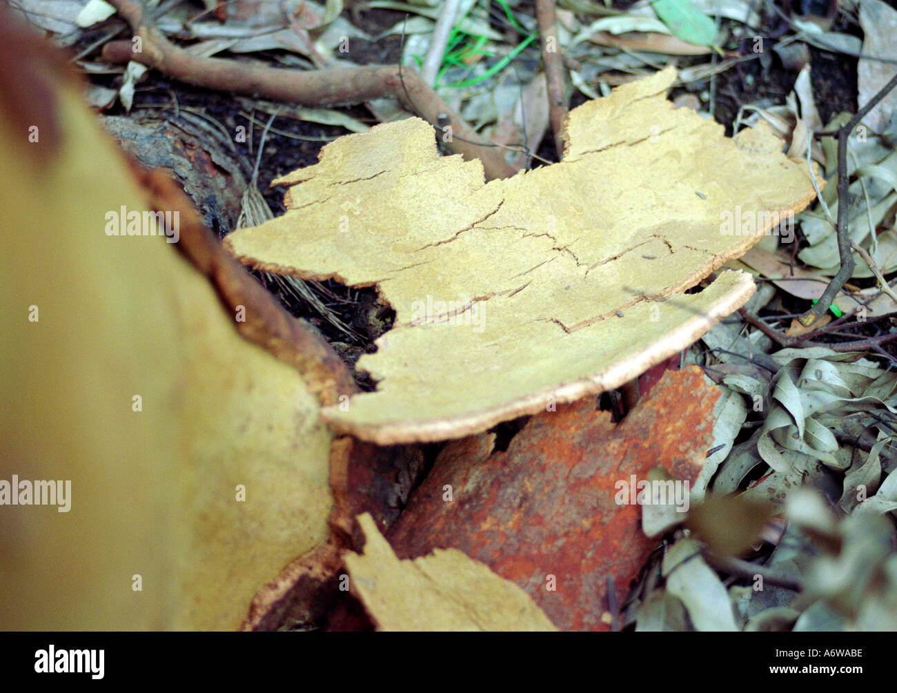 Peeling bark from Blue Gum tree Australia Stock Photo - Alamy