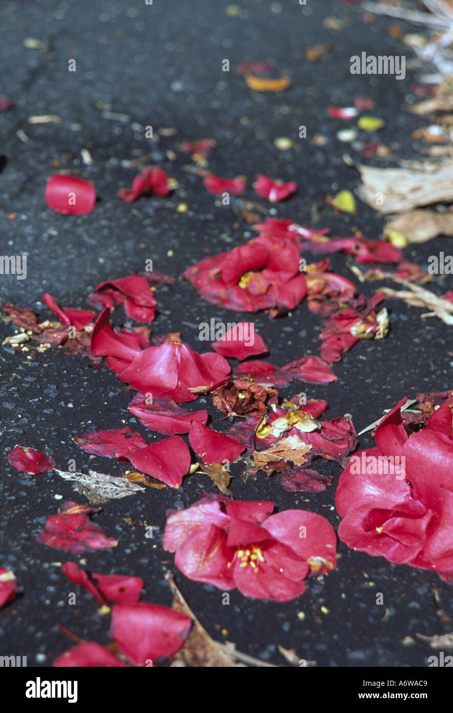 Rotting petals hi-res stock photography and images - Alamy