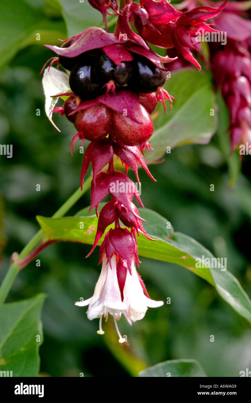LEYCESTERIA FORMOSA (HIMALAYAN HONEYSUCKLE Stock Photo: 6659208 - Alamy