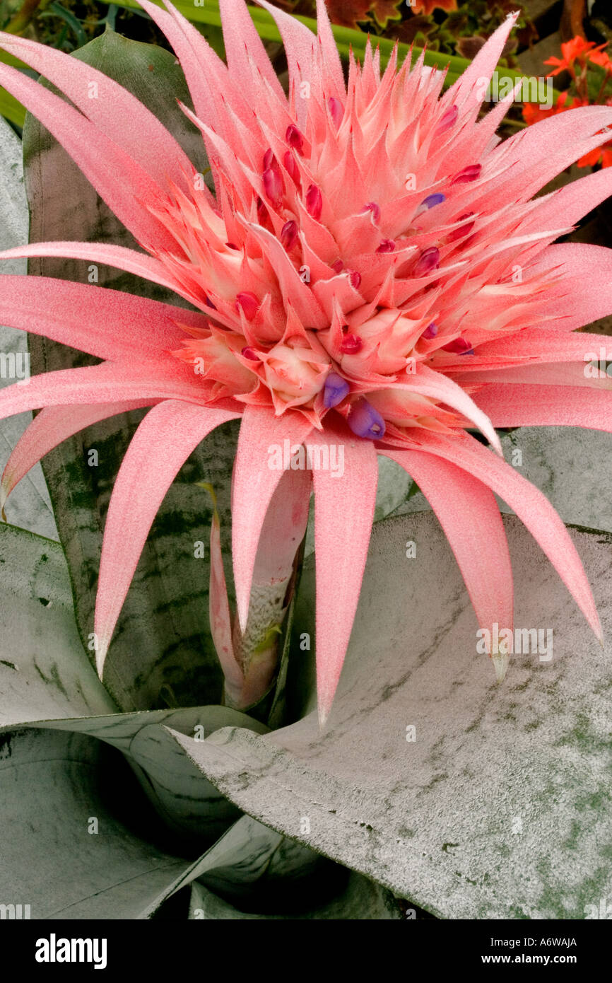 Aechmea fasciata indoor hi-res stock photography and images - Alamy