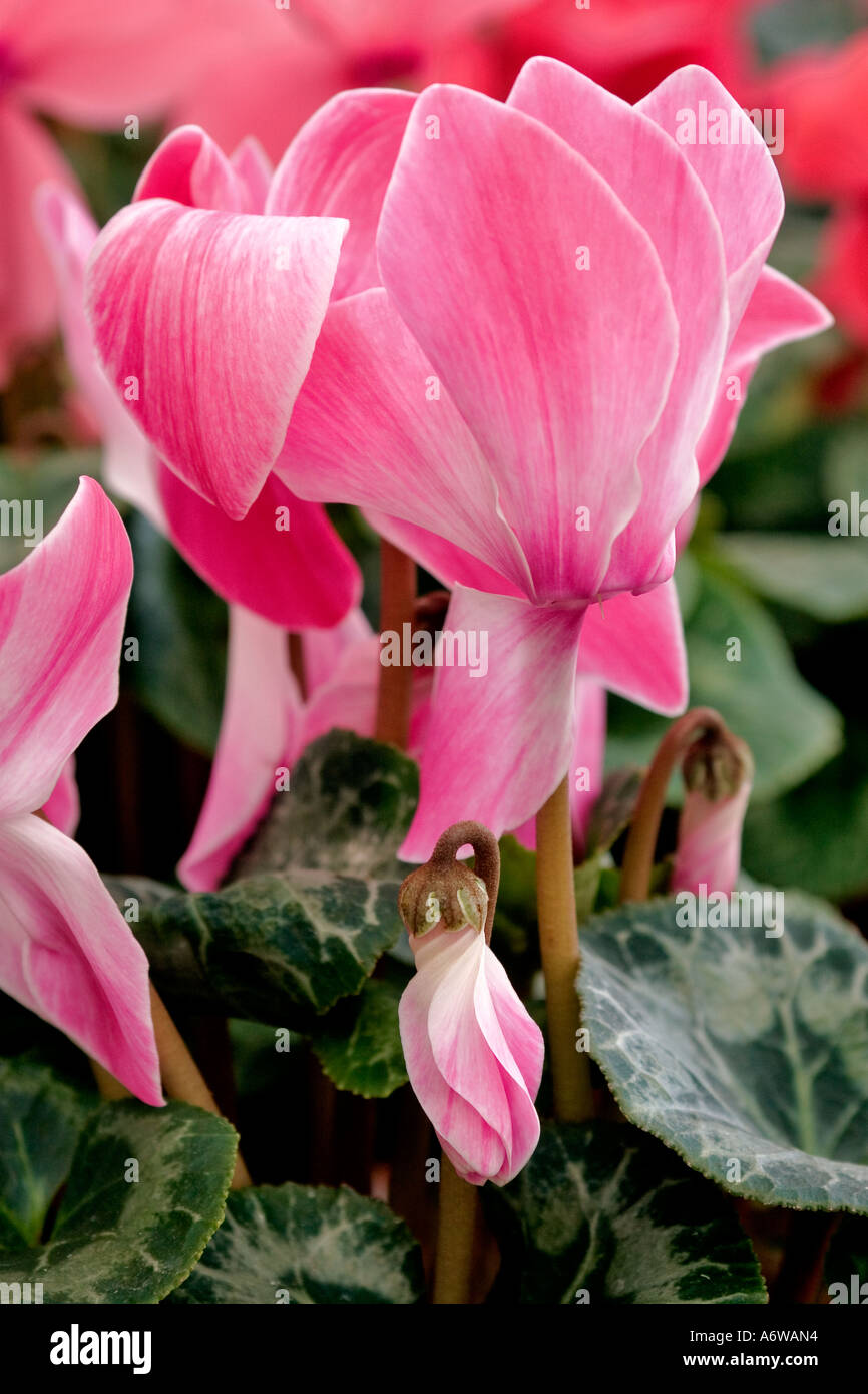 CYCLAMEN PERSICUM CV Stock Photo - Alamy