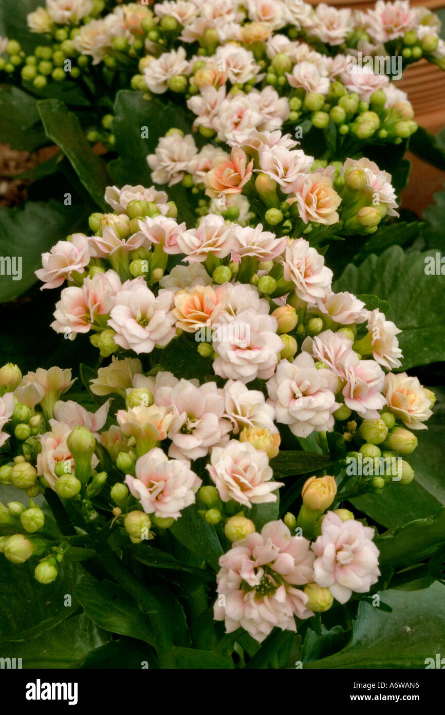KALANCHOE BLOSSFELDIANA (FLAMING KATY Stock Photo - Alamy