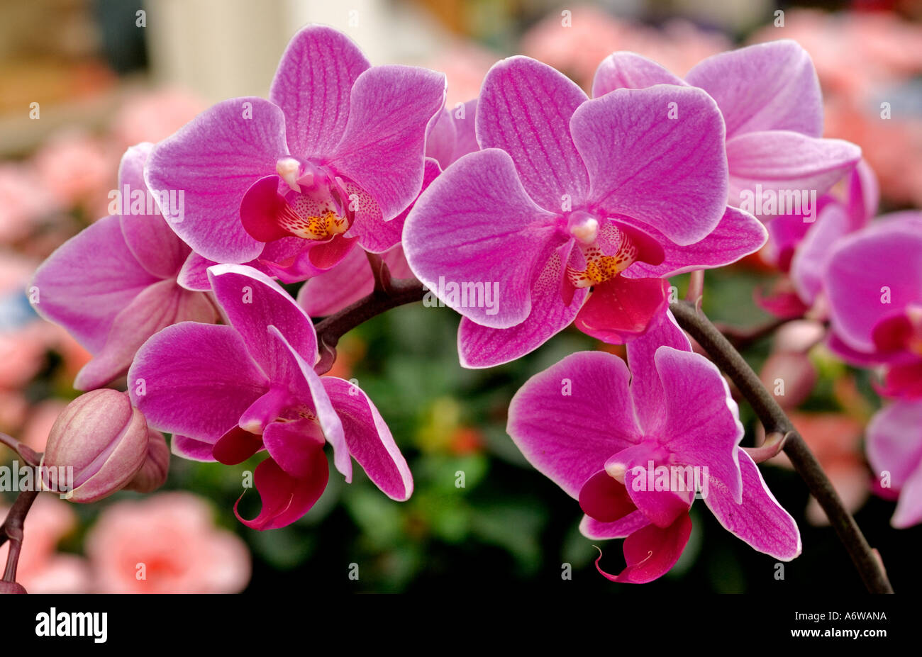 MULTIFLORA TYPE PHALAENOPSIS ORCHID Stock Photo - Alamy