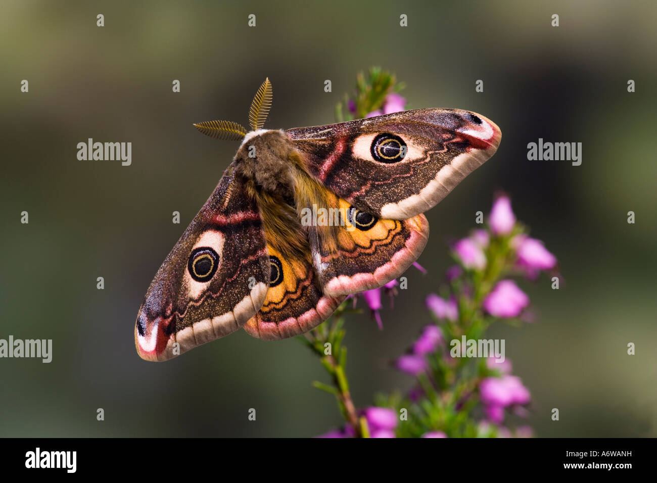 Emperor moth hi-res stock photography and images - Alamy