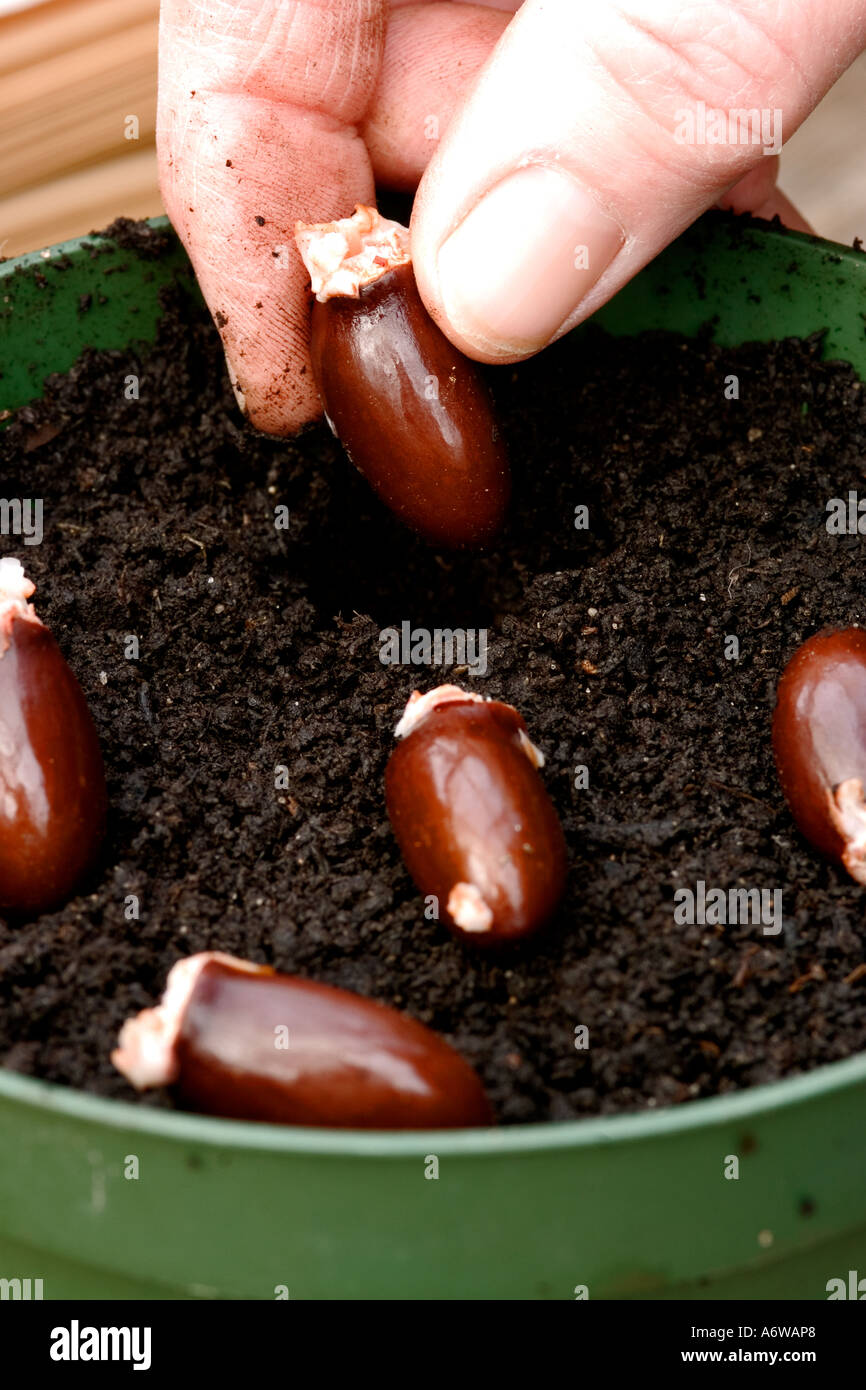 SOWING LYCHEE SEEDS Stock Photo - Alamy