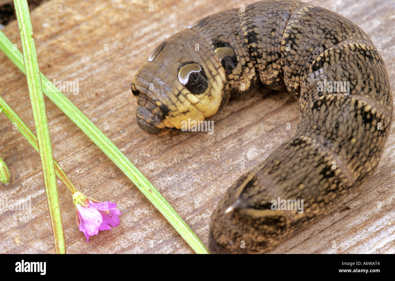 ELEPHANT HAWK MOTH CATERPILLAR Stock Photo - Alamy