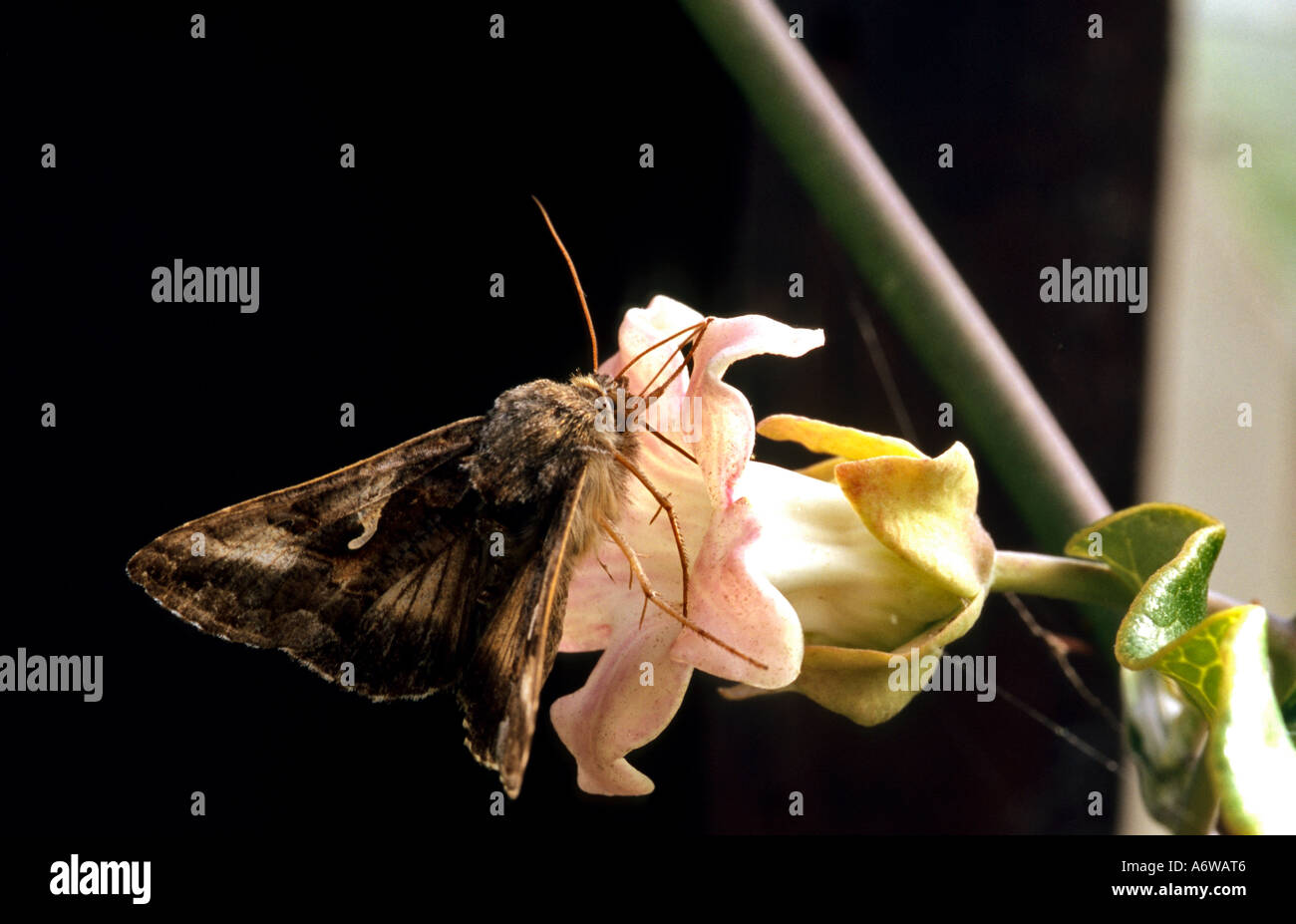 SILVER 'Y' MOTH ON A CRUEL PLANT FLOWER Stock Photo - Alamy