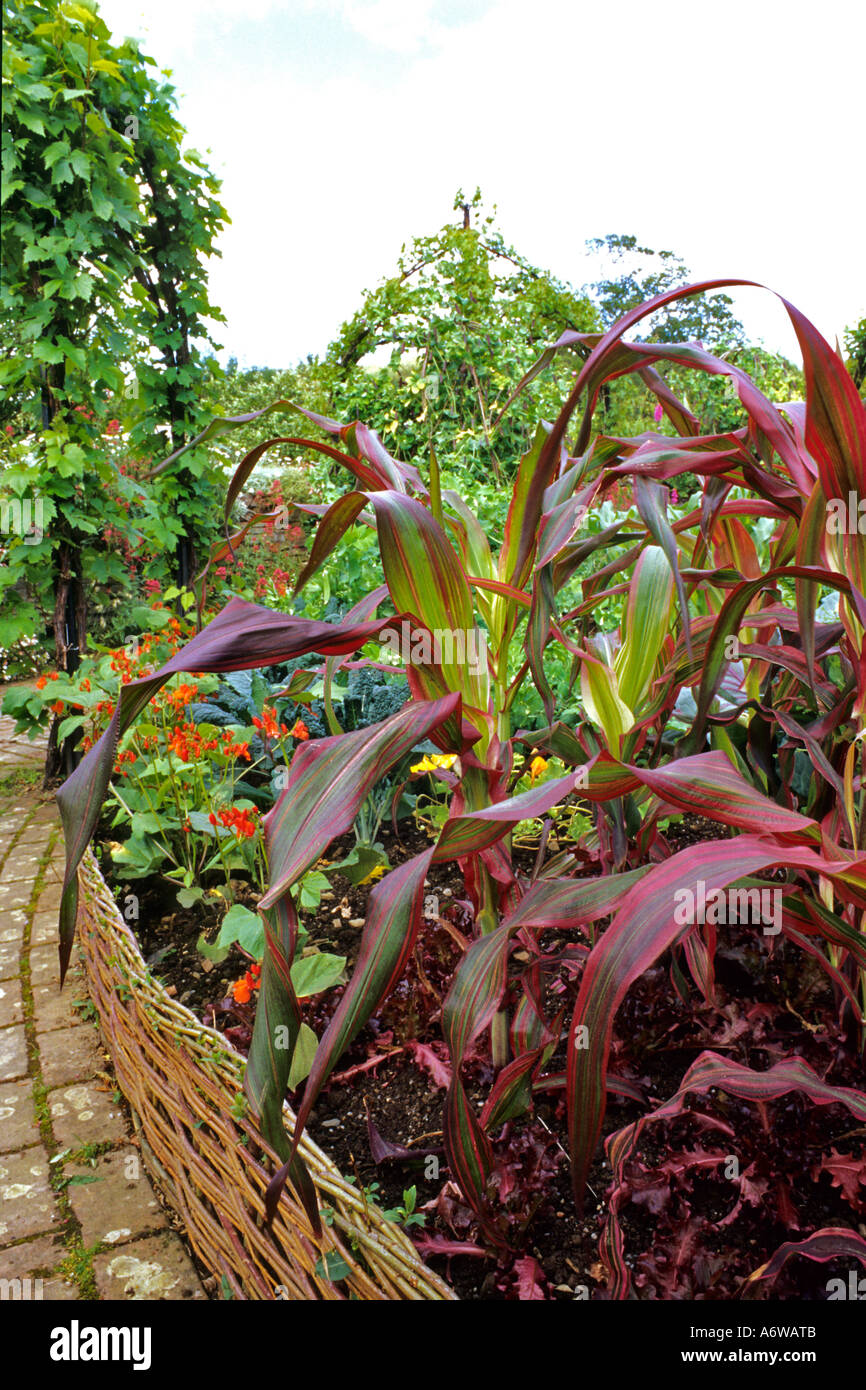 VEGETABLE GARDEN AT RHS ROSEMOOR GARDEN, DEVON, ENGLAND WITH MAIZE ...