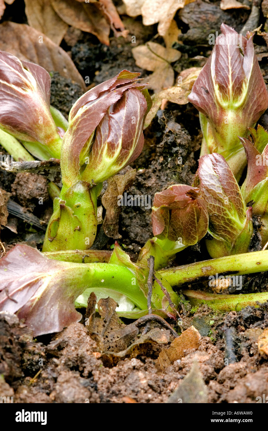 NEW GROWTH OF HELLEBORUS X HYBRIDUS 'BLUE LADY' Stock Photo - Alamy