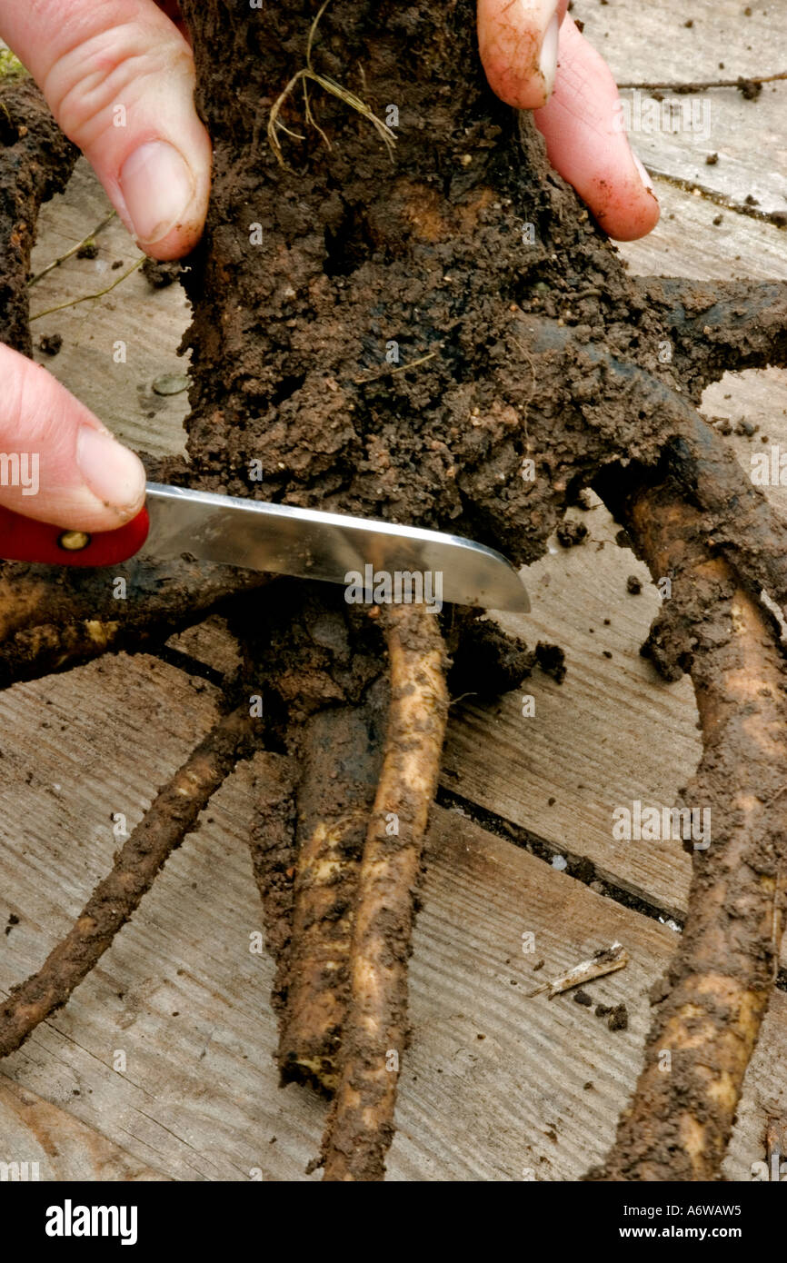 TAKING ROOT CUTTINGS FROM SEAKALE Stock Photo - Alamy