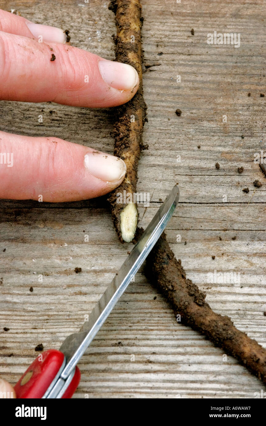 MAKING SLANTING CUT ON ROOT CUTTING OF SEAKALE Stock Photo - Alamy