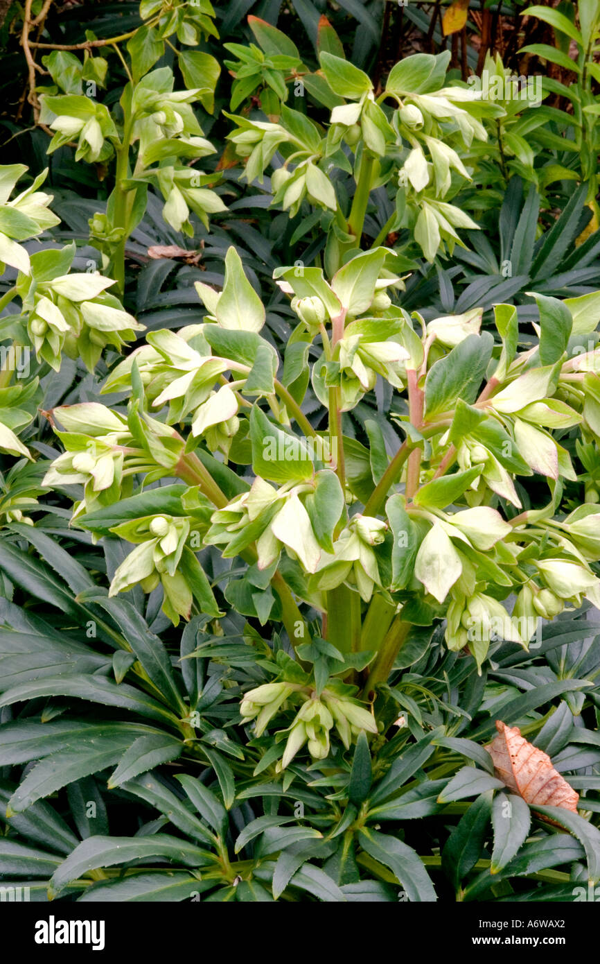 HELLEBORUS FOETIDUS - STINKING HELLEBORE Stock Photo - Alamy