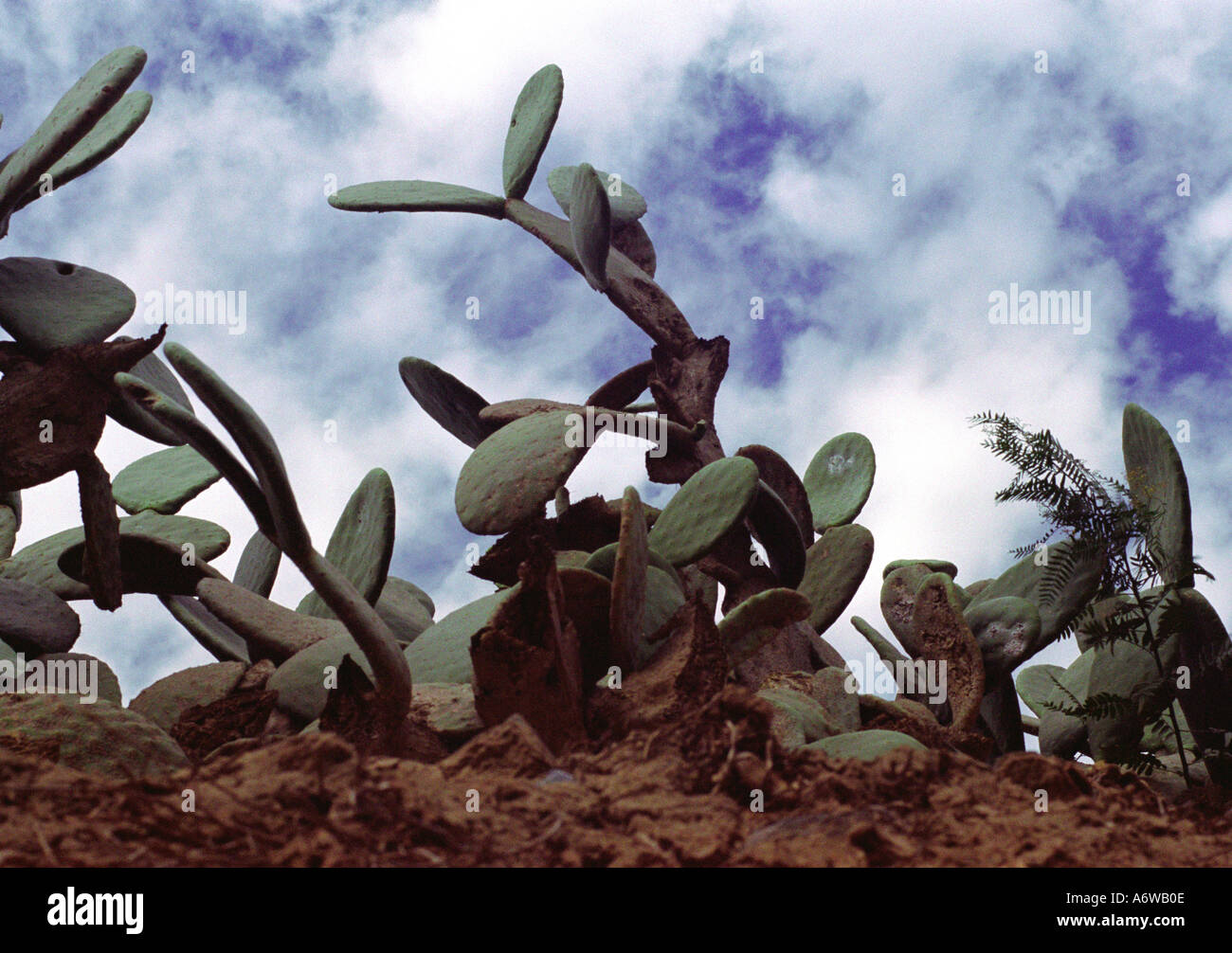 Cactus plants in the Andes mountains Peru Stock Photo - Alamy
