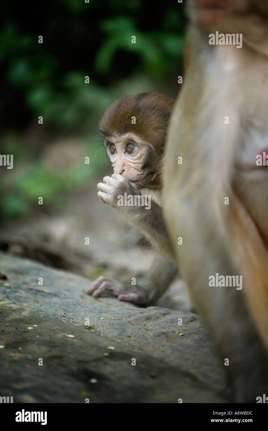 Tan monkey hi-res stock photography and images - Alamy