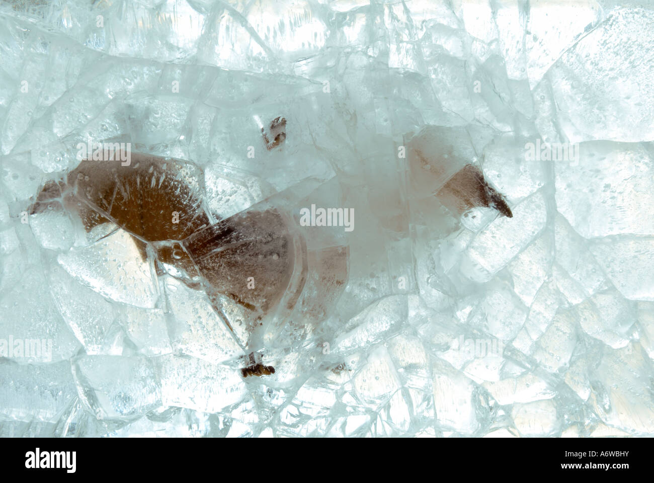Frozen Toy Pterodactyl Stock Photo - Alamy