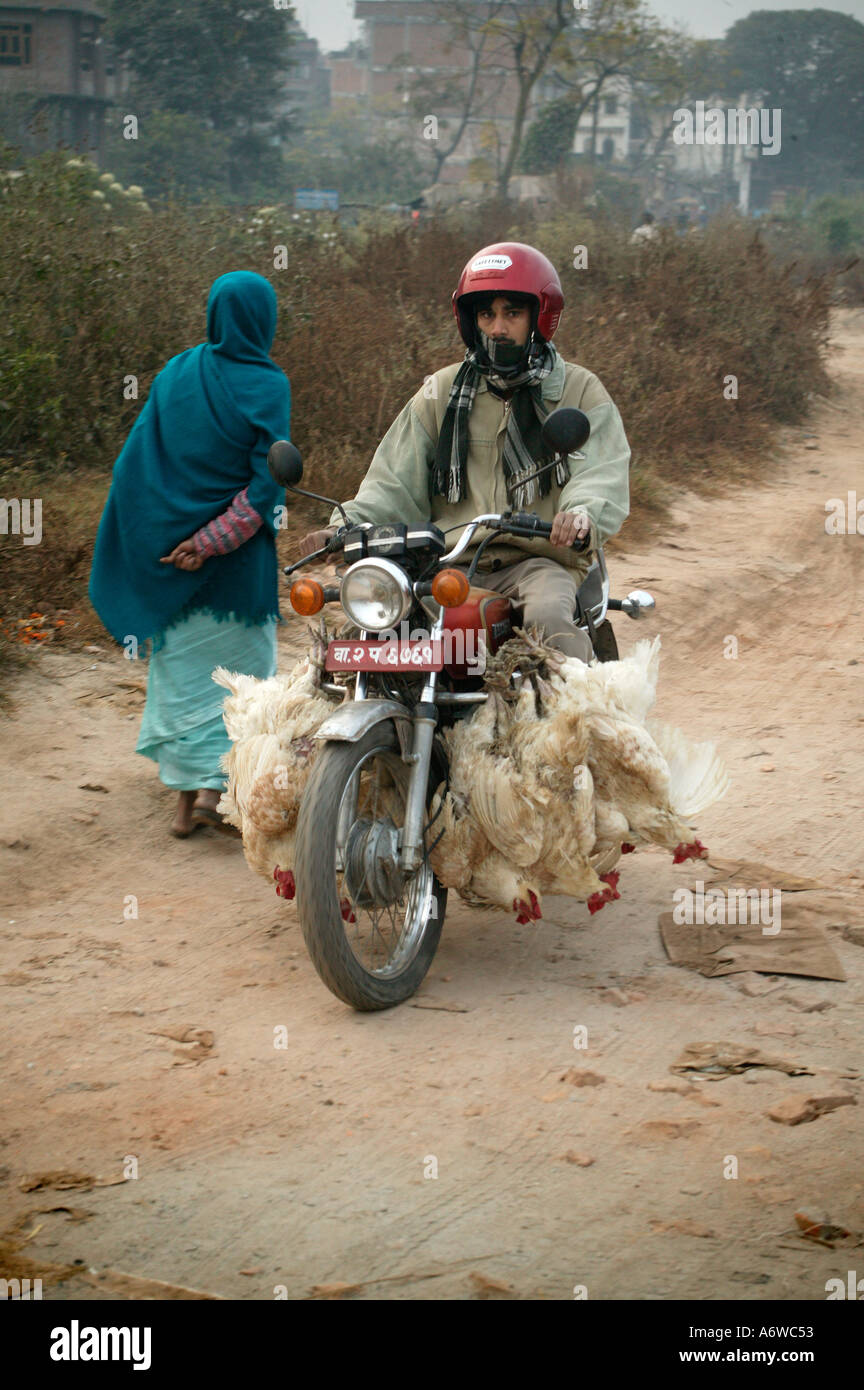 Street trade with live chickens in Kathmandu Nepal Stock Photo - Alamy
