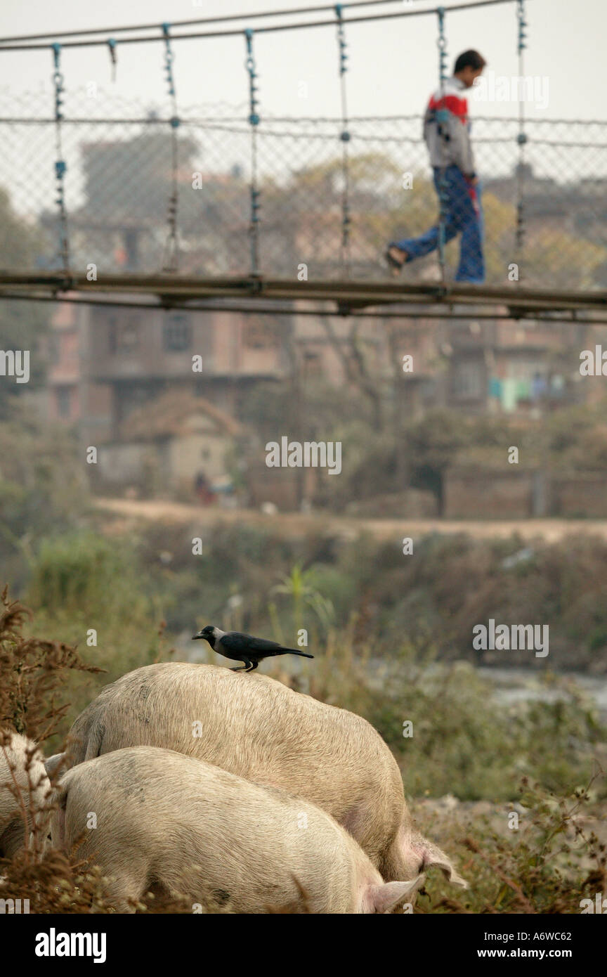 Asia Nepal Kathmandu November 2003 Bishnumati river at dawn The river ...