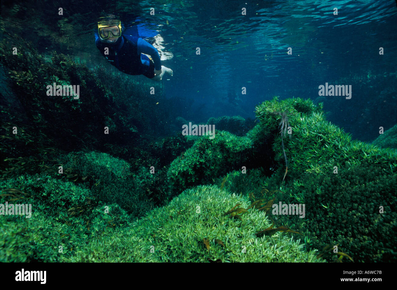 Bonito brazil snorkel hi-res stock photography and images - Alamy
