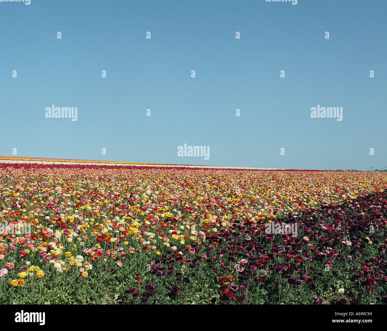 landscape of poppies Stock Photo - Alamy