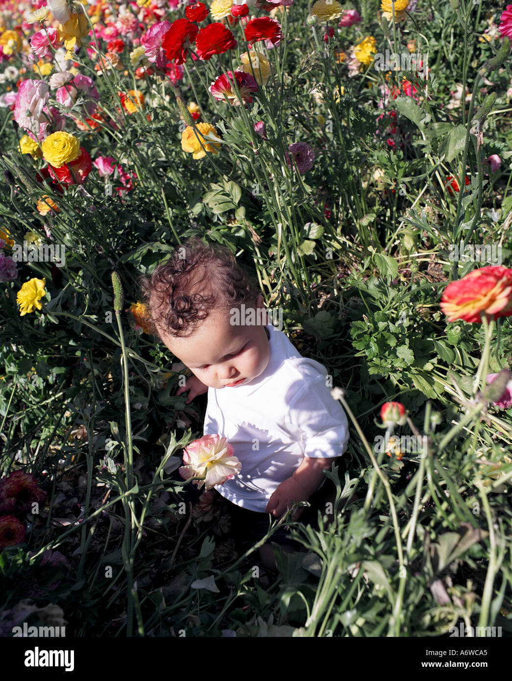 child in field of flowers Stock Photo - Alamy