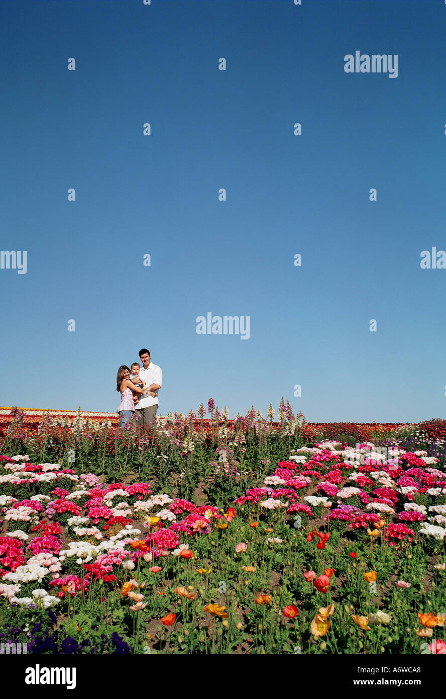 Family in field of flowers Stock Photo - Alamy