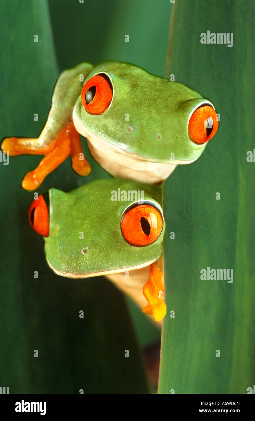 Two red eyed tree frogs Stock Photo - Alamy