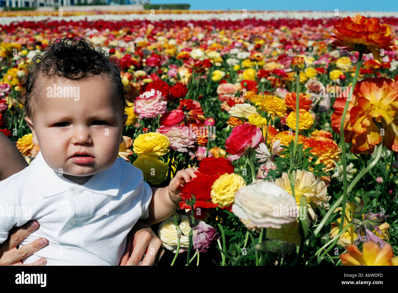 child in field of flowers Stock Photo - Alamy
